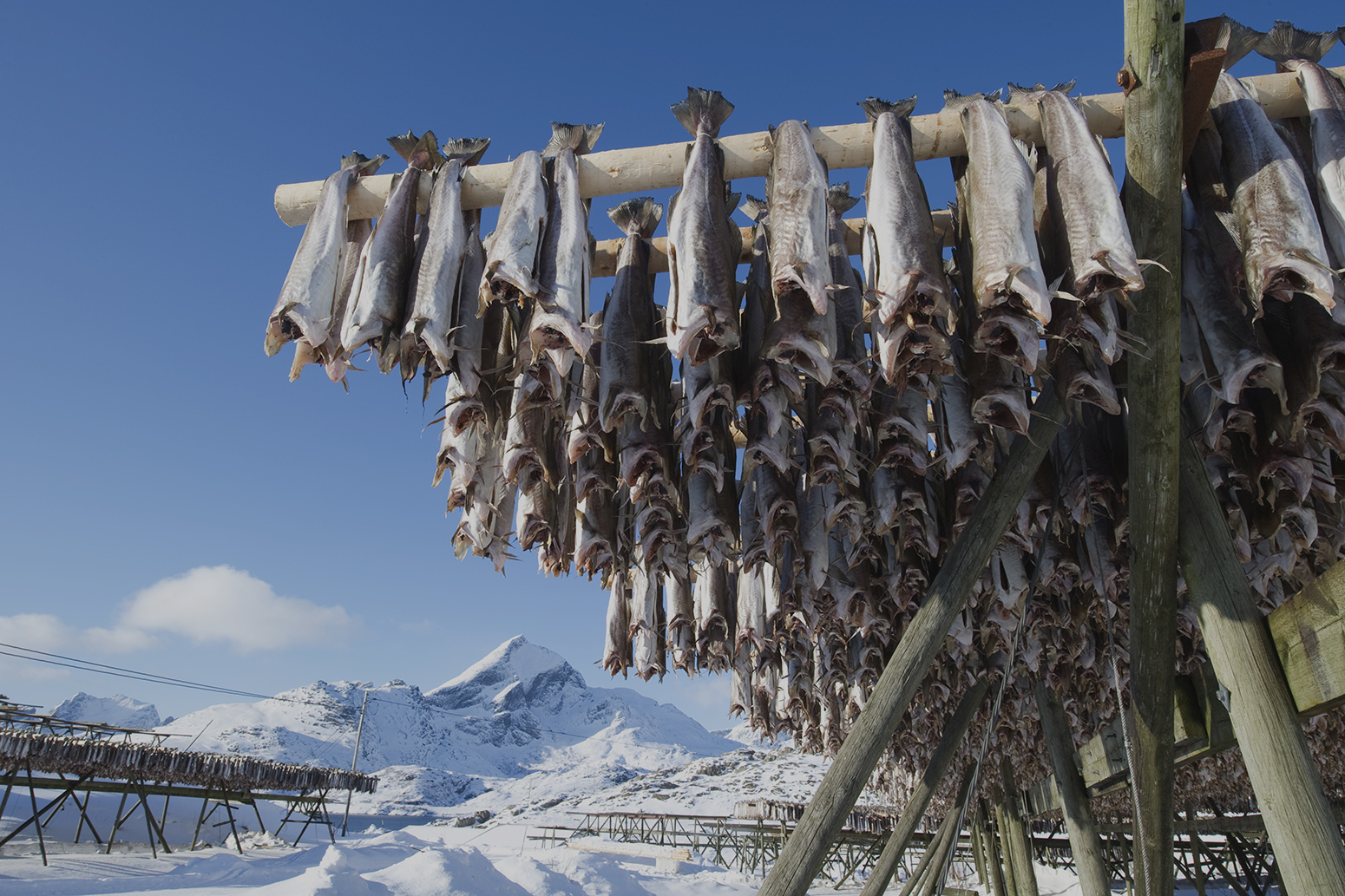 Warming Arctic to break down barriers between Atlantic and Pacific fish ...