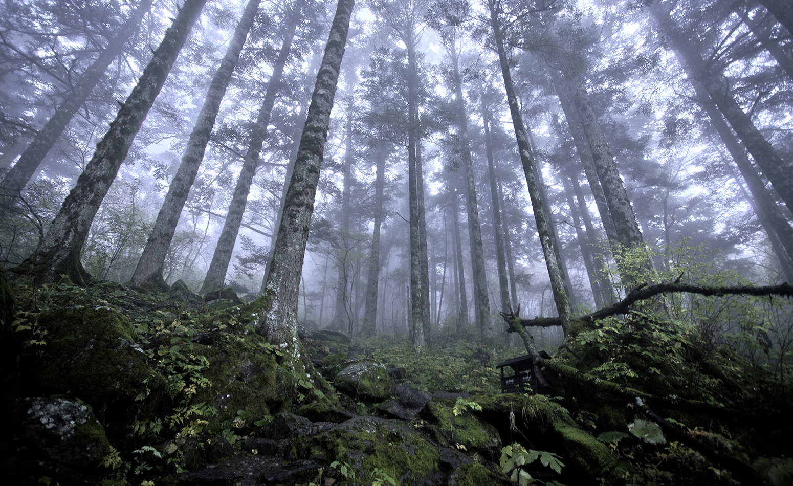 Forest degradation as bad for climate as deforestation, says report ...