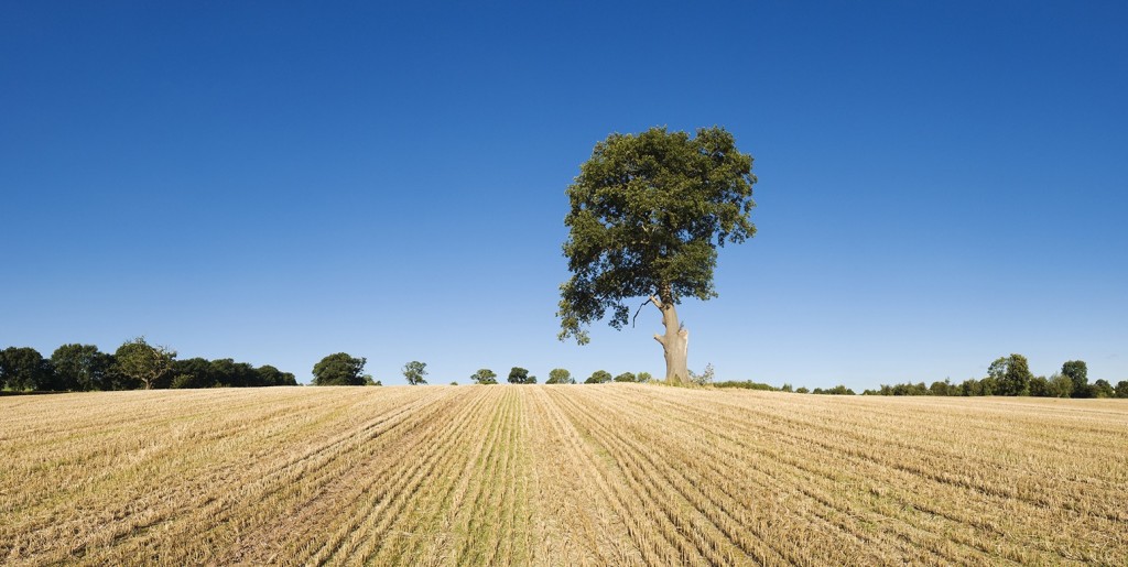 New study links El Niño to poor crop harvests worldwide - Carbon Brief