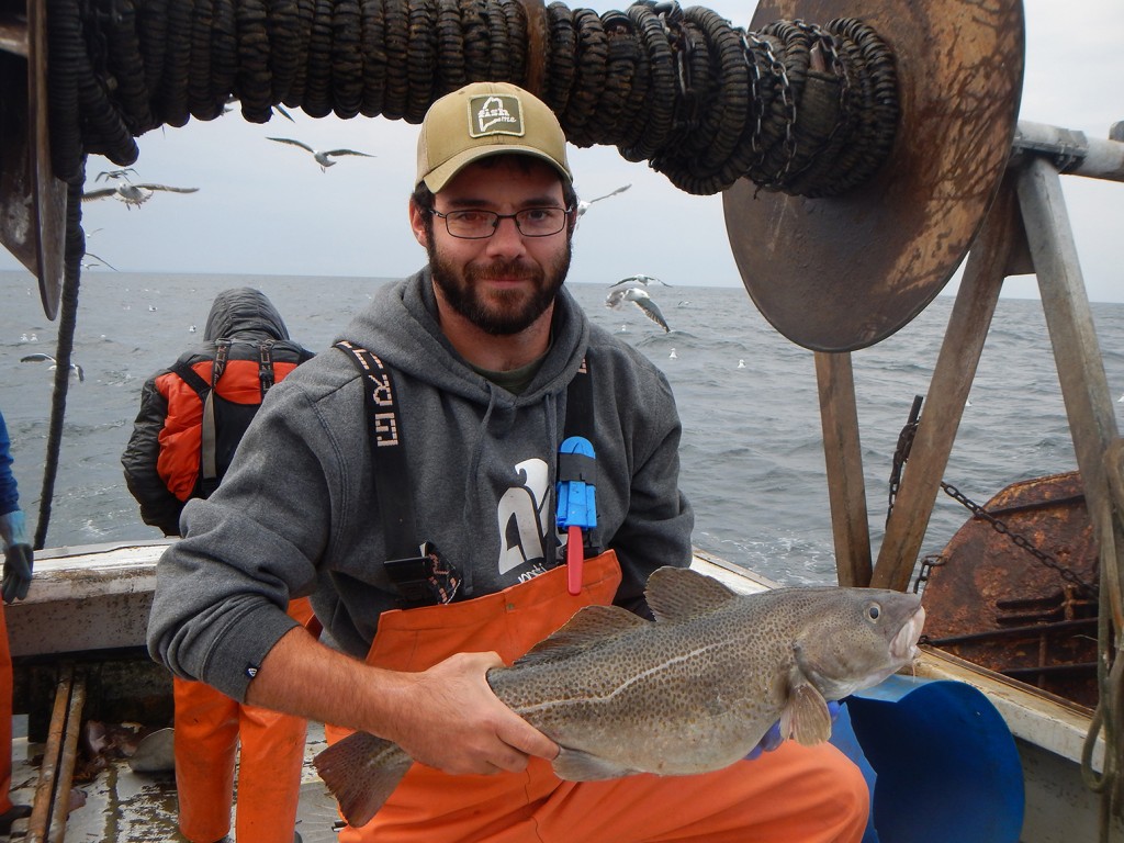The contrasting fortunes of Atlantic cod in warming oceans - Carbon Brief