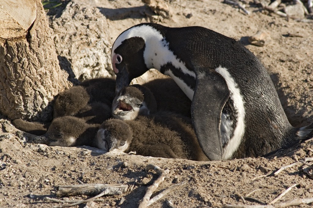 Climate change and fishing lay ‘ecological trap’ for African penguins ...