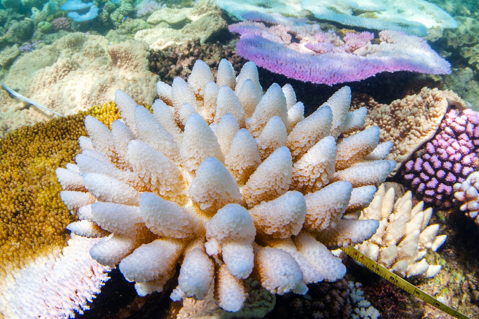 Coral reef survival hinges on ‘urgent and rapid’ emissions cuts ...
