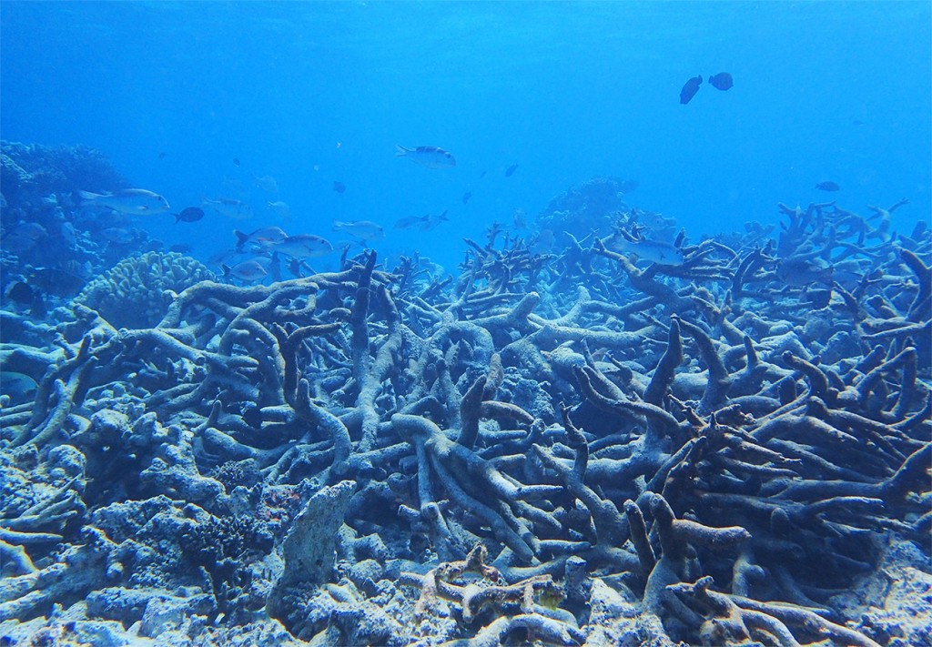 Coral reef survival hinges on ‘urgent and rapid’ emissions cuts ...