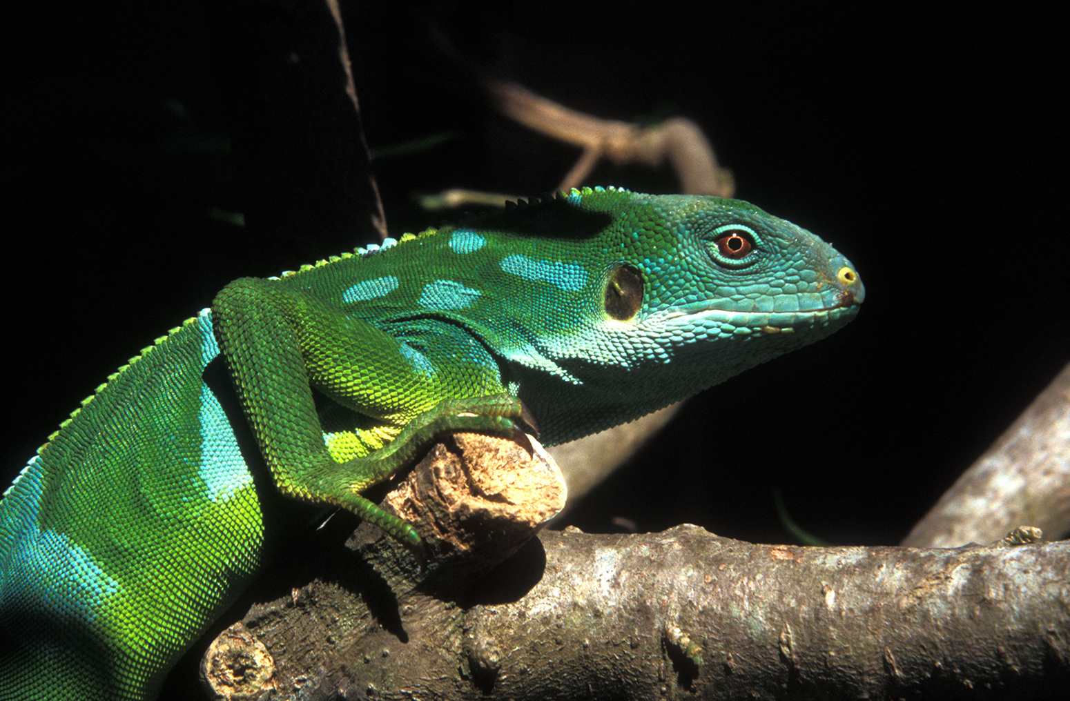 Rising seas threaten scores of species on Pacific islands with ...