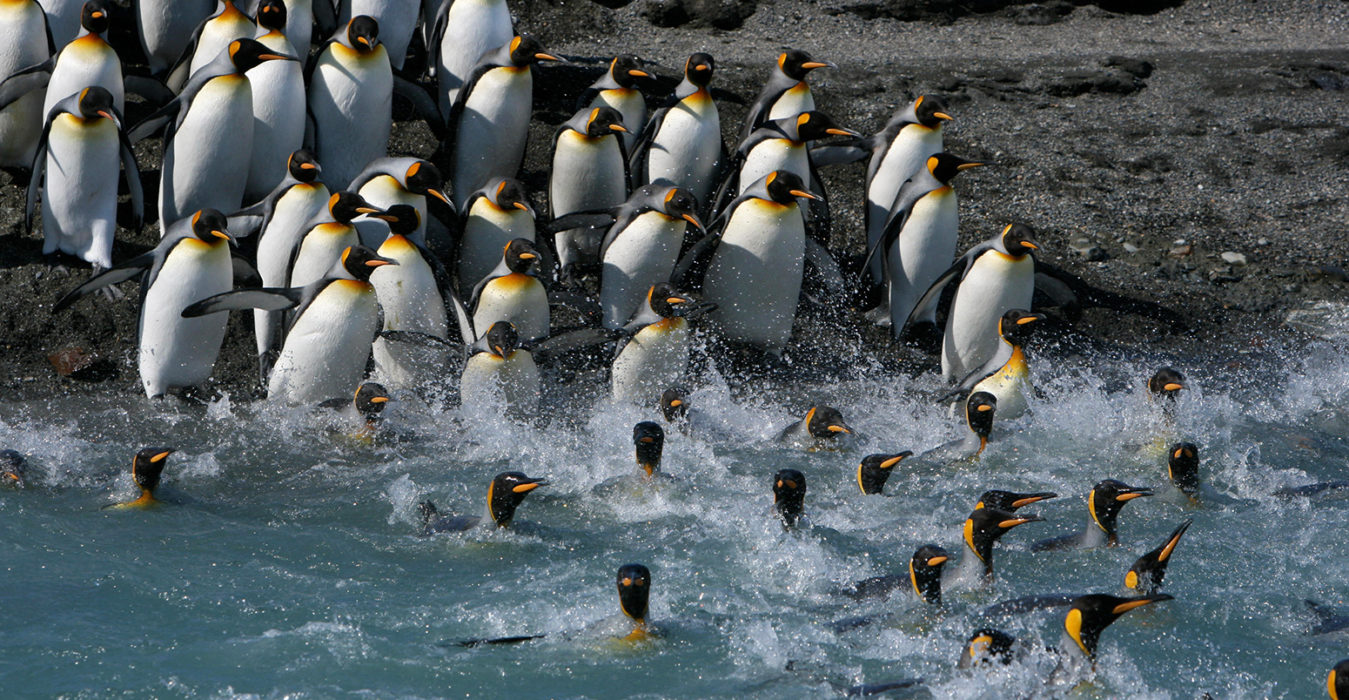 Climate change: 70% of king penguins could ‘abruptly relocate or ...