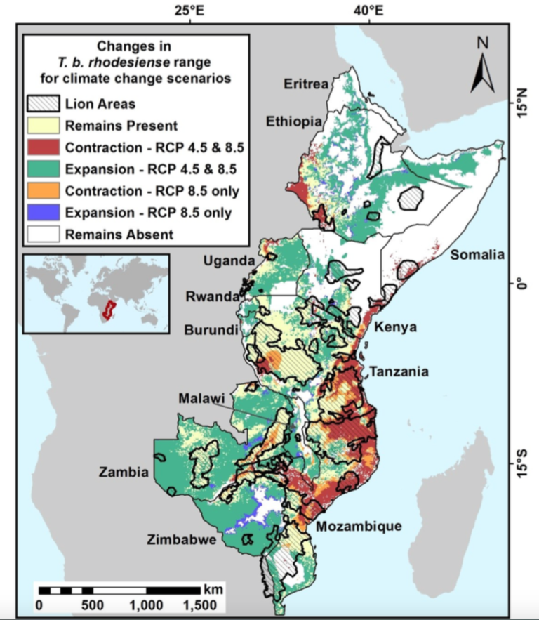 Clashes between humans and lions to increase with climate change, study ...