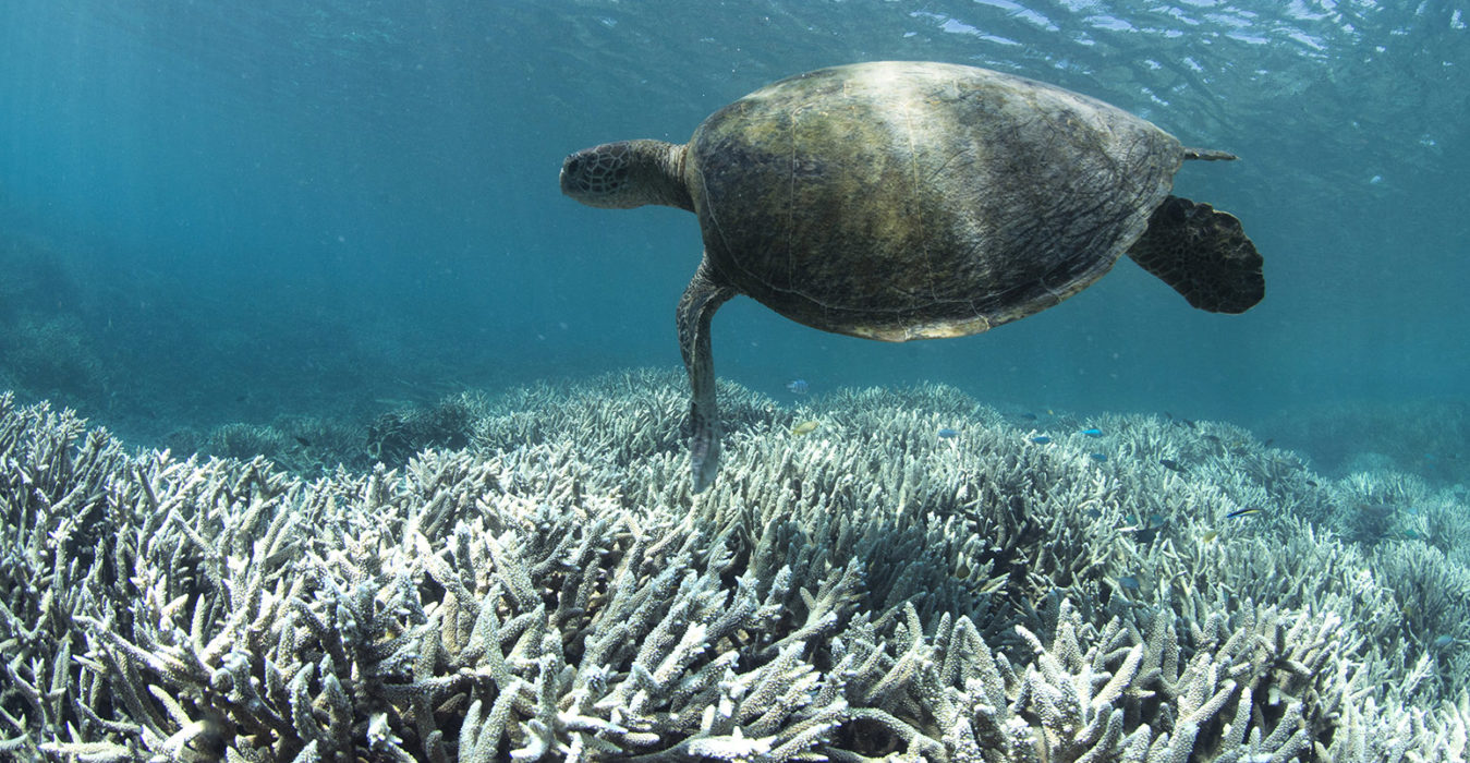 Great Barrier Reef at ‘unprecedented’ risk of collapse after major ...