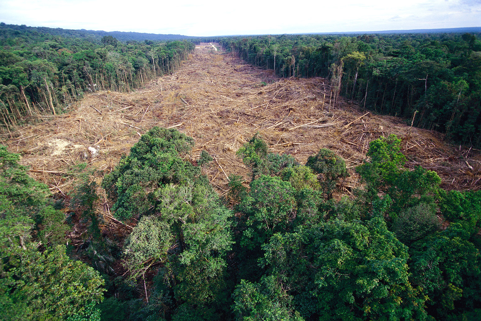 Deforestation Has Driven Up Hottest Day Temperatures Study Says Deforestation Has Driven Up Hottest Day Temperatures Study Says