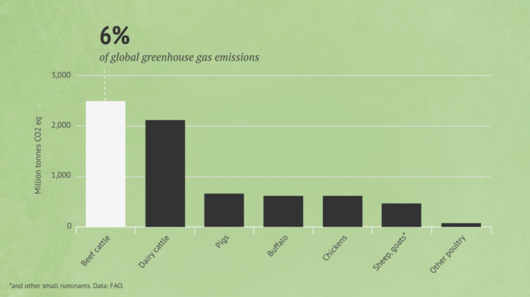 Video: How beef farmers can reduce their carbon footprint