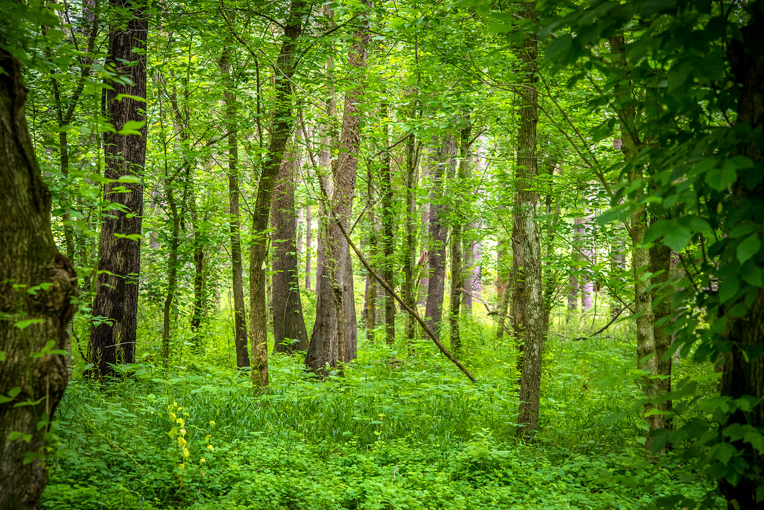 Methane uptake from forest soils has ‘fallen by 77% in three decades ...