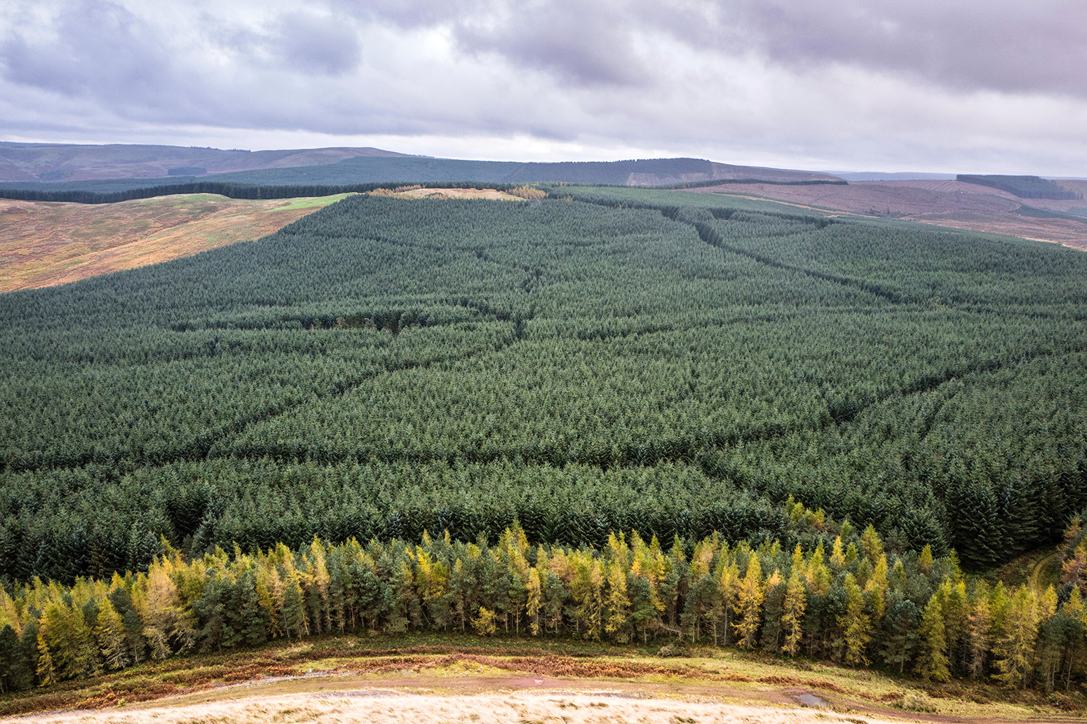 In-depth Q&A: How will tree planting help the UK meet its climate goals?