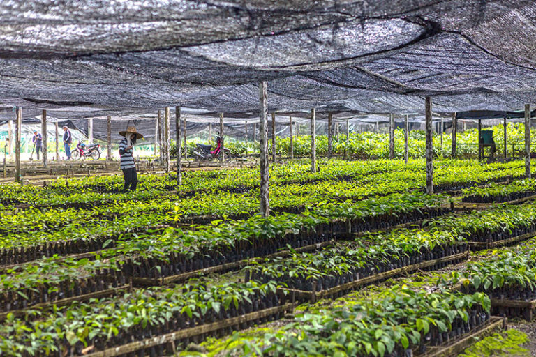 Tree planting can help tropical forests ‘recover 50% faster’ from ...