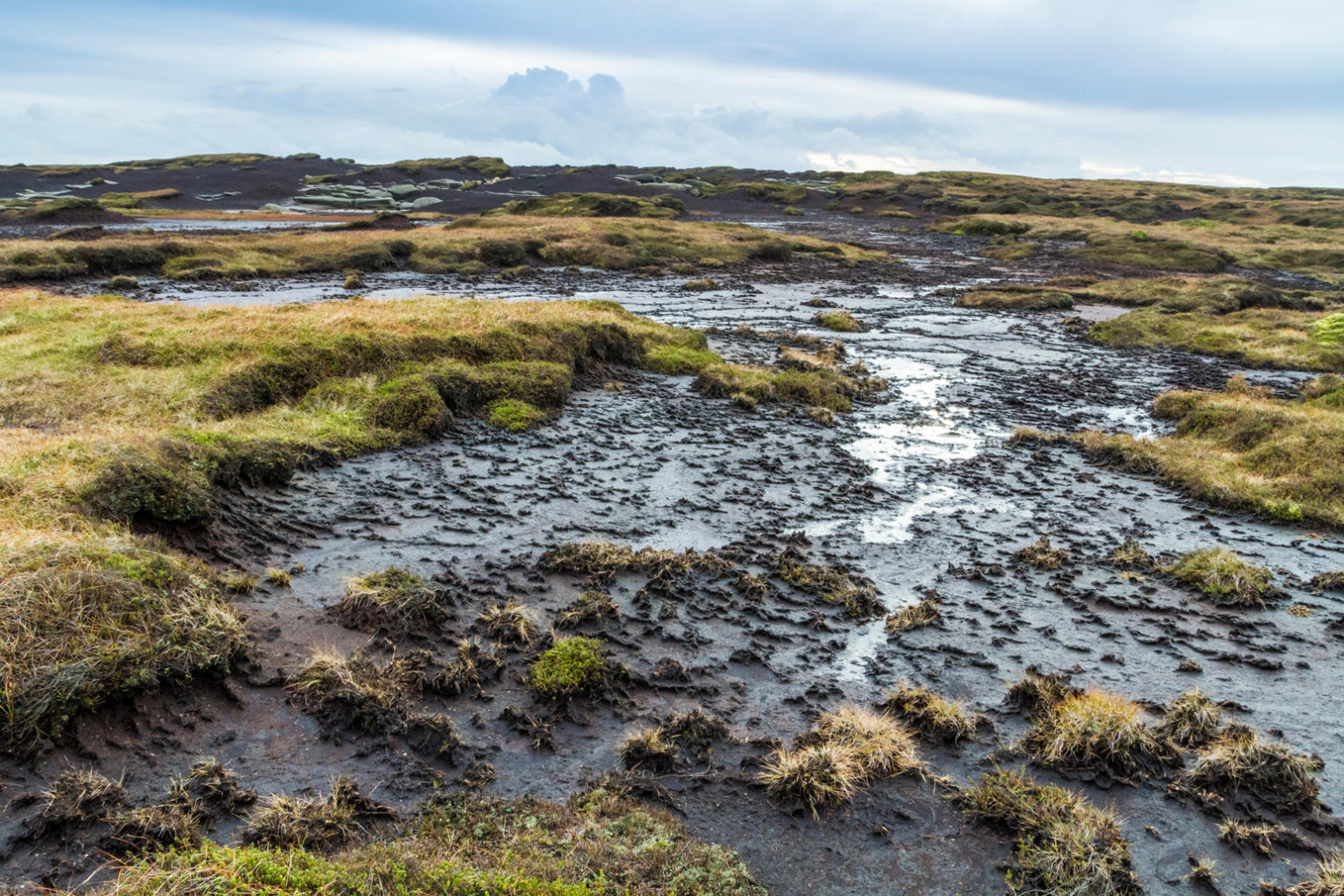 Analysis: How will England's strategies for trees and peat help achieve ...