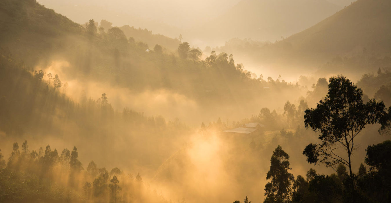 Endangered African montane forests could be a key ‘carbon store ...