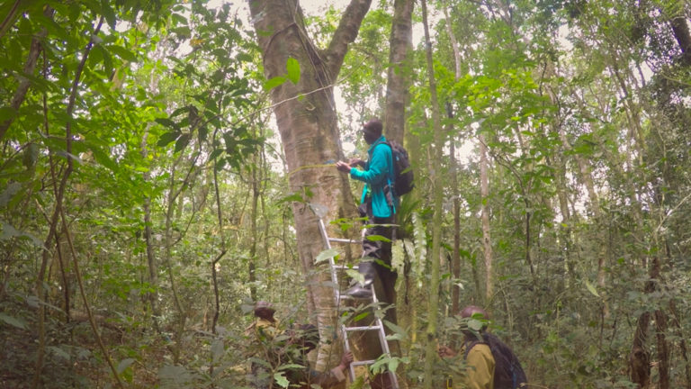 Endangered African montane forests could be a key ‘carbon store ...