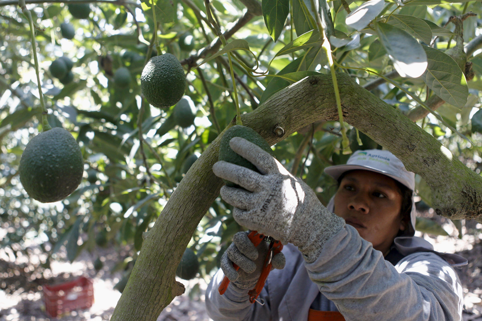 Coffee, cashew and avocado growers will be ‘seriously affected’ by ...