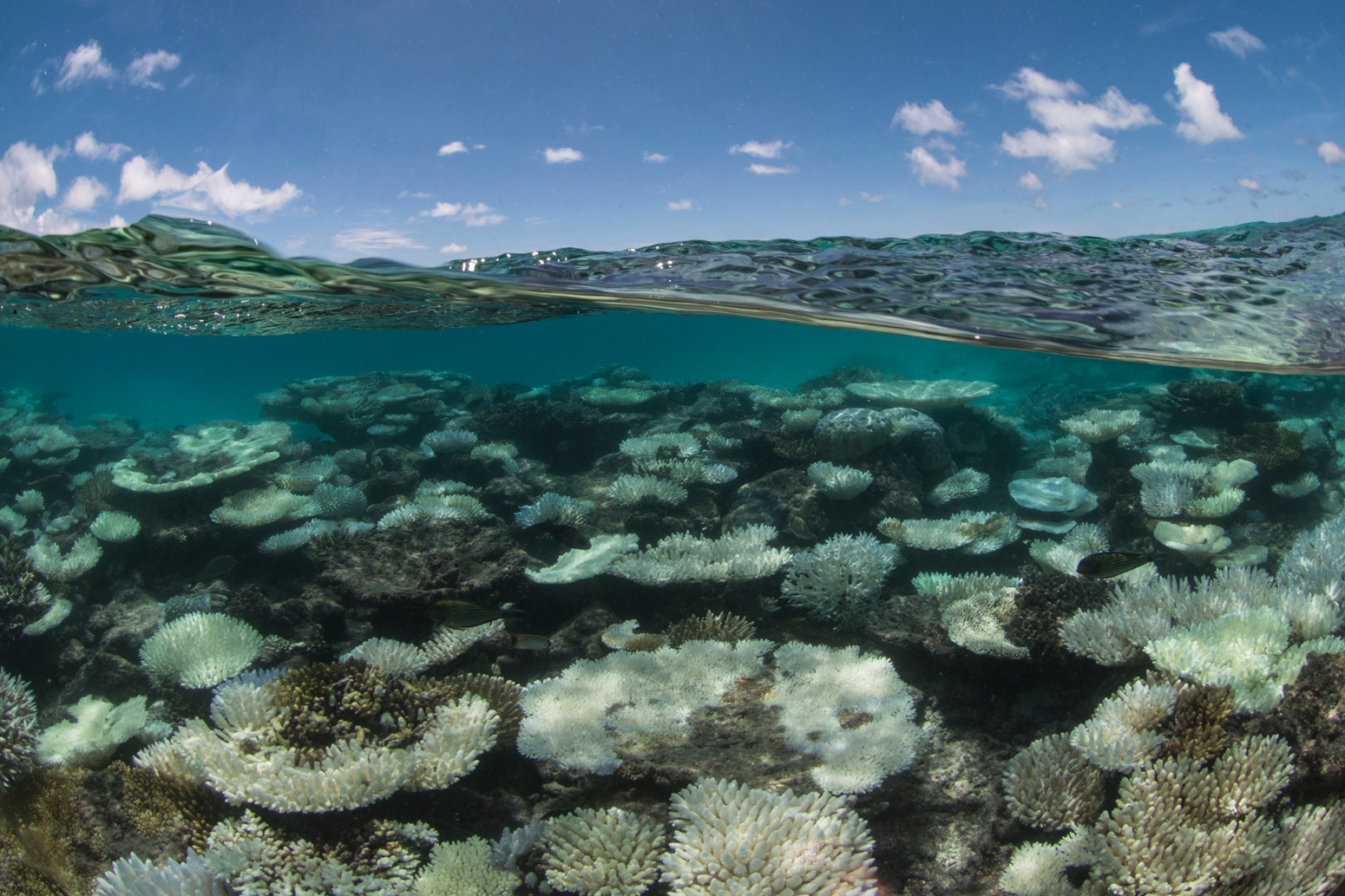 Last refuges for coral reefs to disappear above 1.5C of global warming ...