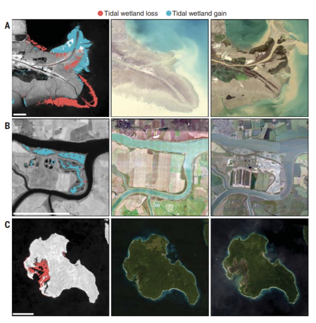 Satellite images reveal global losses of tidal wetlands over past two ...