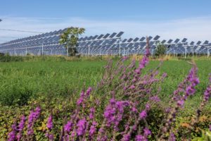 Factcheck: Is solar power a ‘threat’ to UK farmland? - Carbon Brief