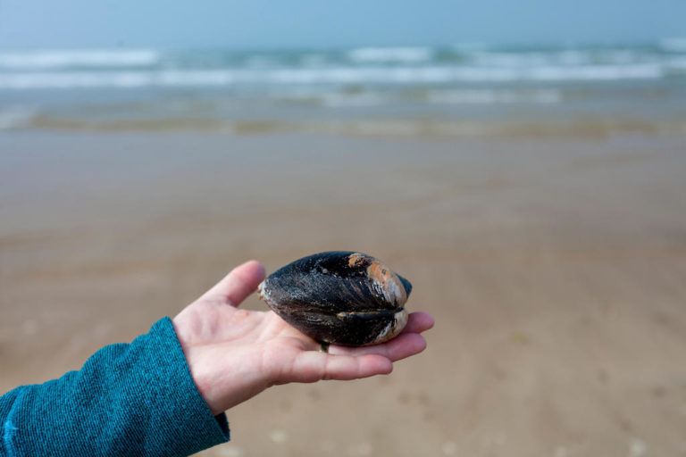 Guest post: Clam shells show how North Atlantic ‘tipped’ into Little ...