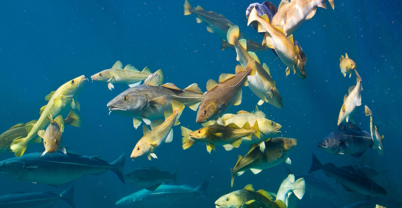 Guest post: Why ocean depth is key for how warming will affect marine ...