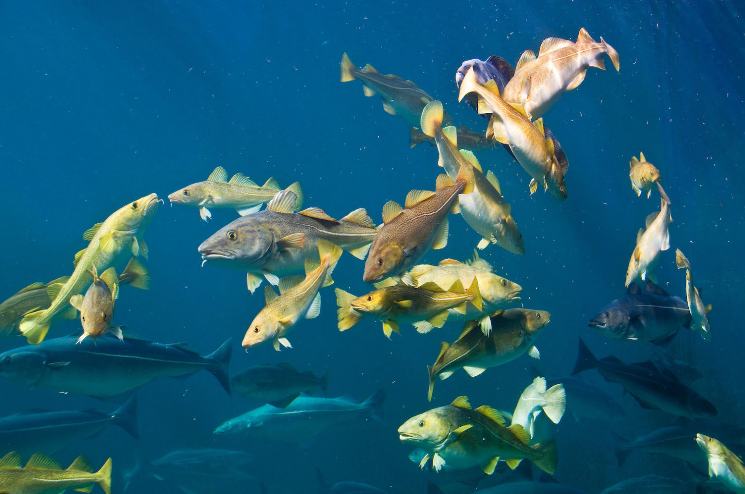 Analysis: How low-sulphur shipping rules are affecting global warming ...