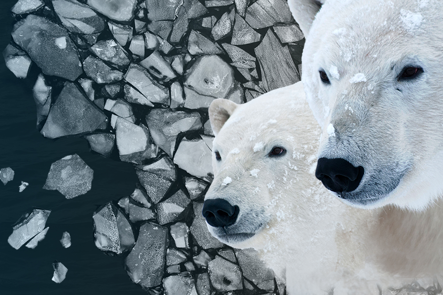 Alaska refuge drilling could threaten polar bears with ‘lethal’ oil ...