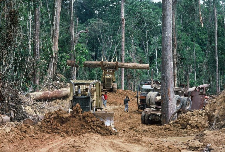Logged tropical forests are a ‘substantial’ carbon source for at least ...