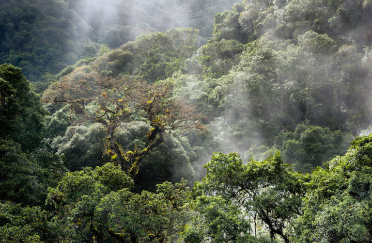Tropical forests face ‘substantial carbon loss’ as humid areas contract ...