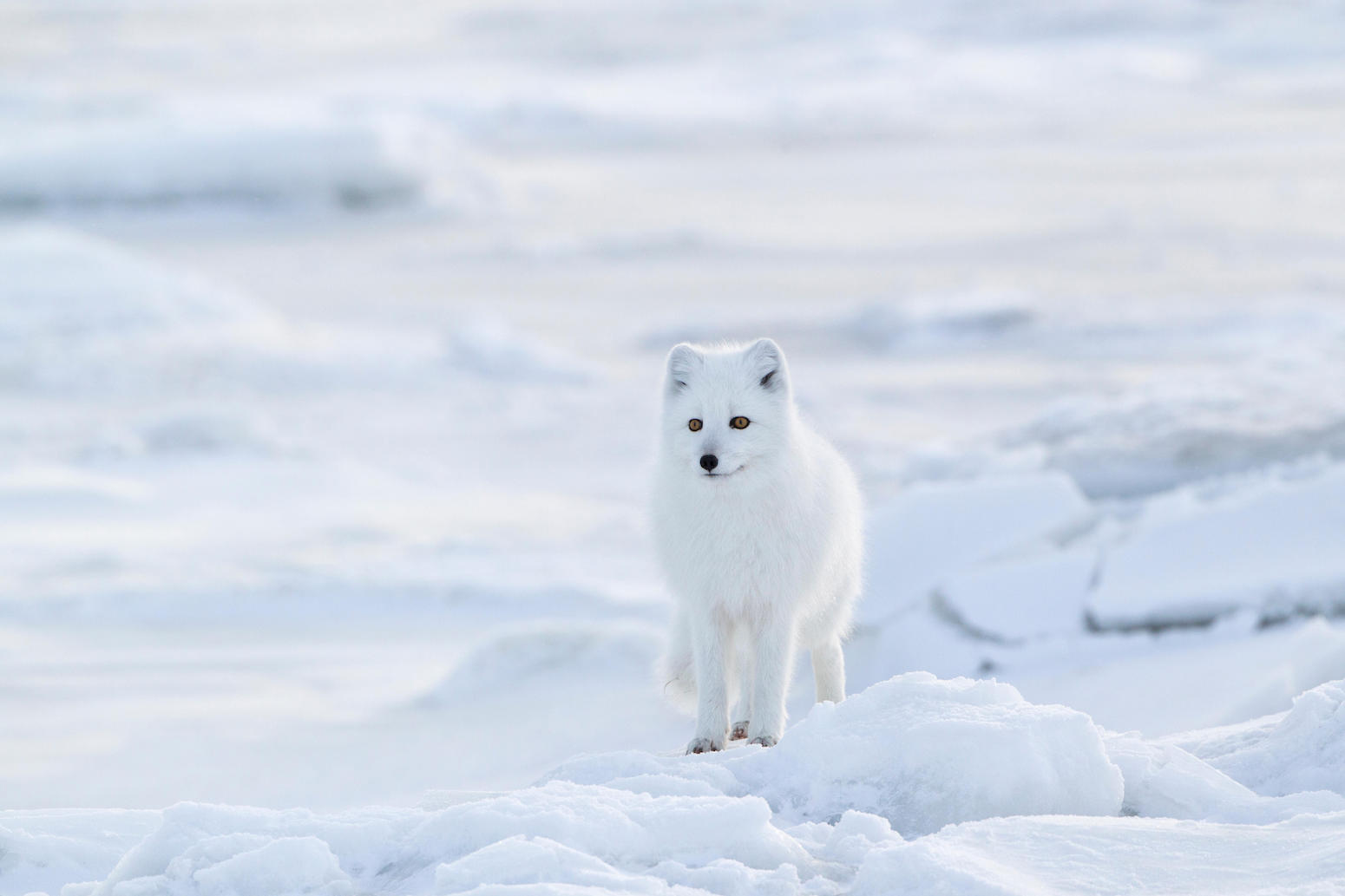 Dwindling Sea Ice Linked To Decline Of Arctic Foxes In Canada s Hudson