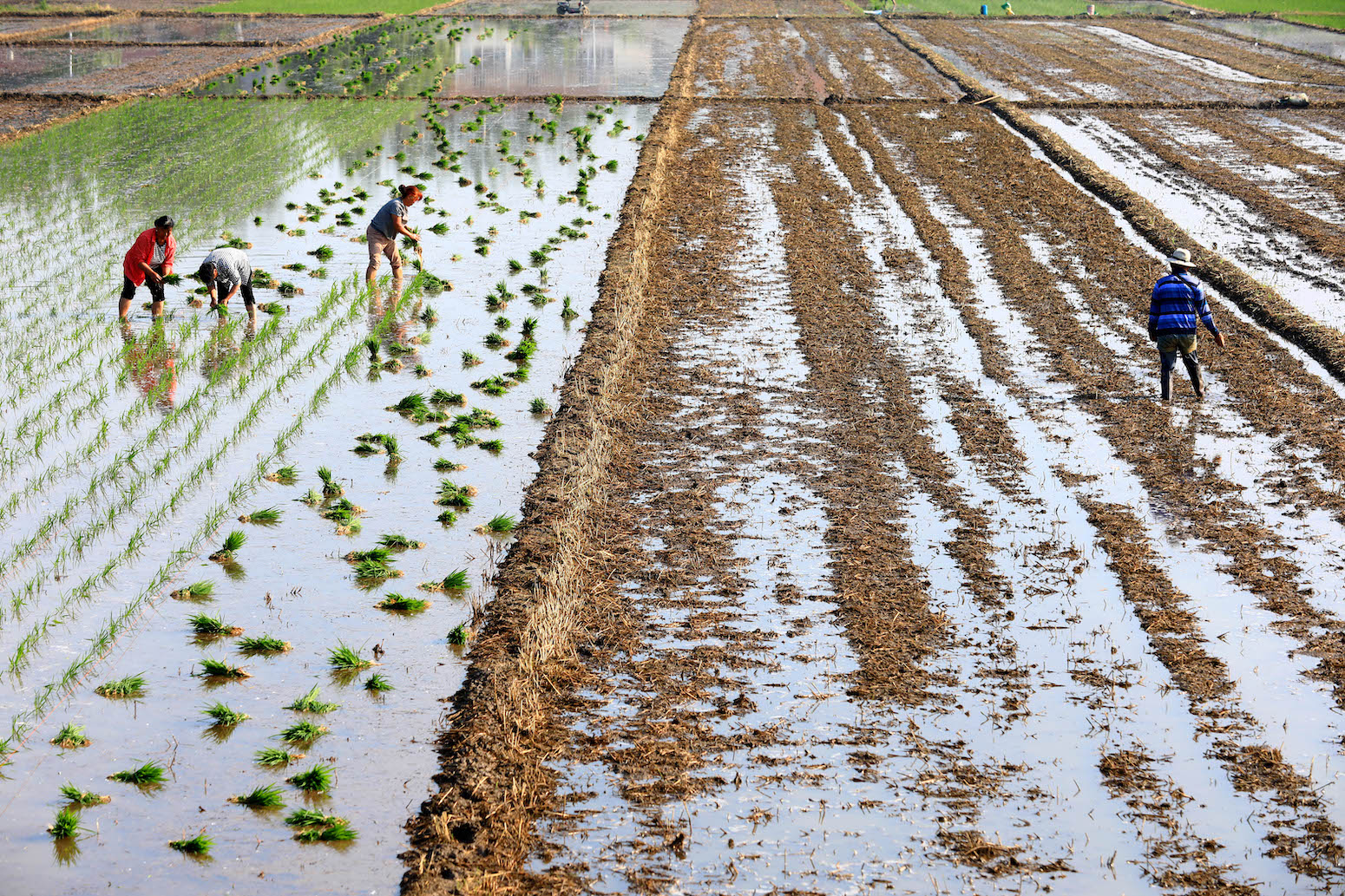 Q&A: How is climate change affecting China’s cropland? - Carbon Brief