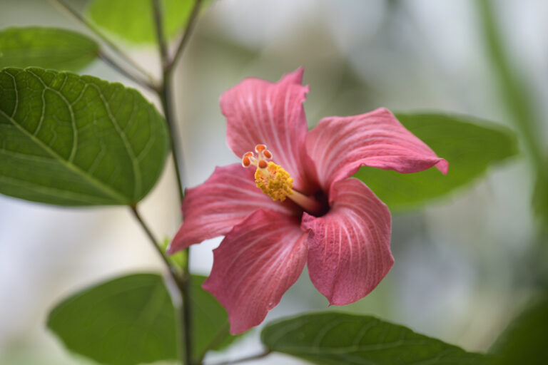 Kew report: Five key extinction risks facing the world’s plants and ...