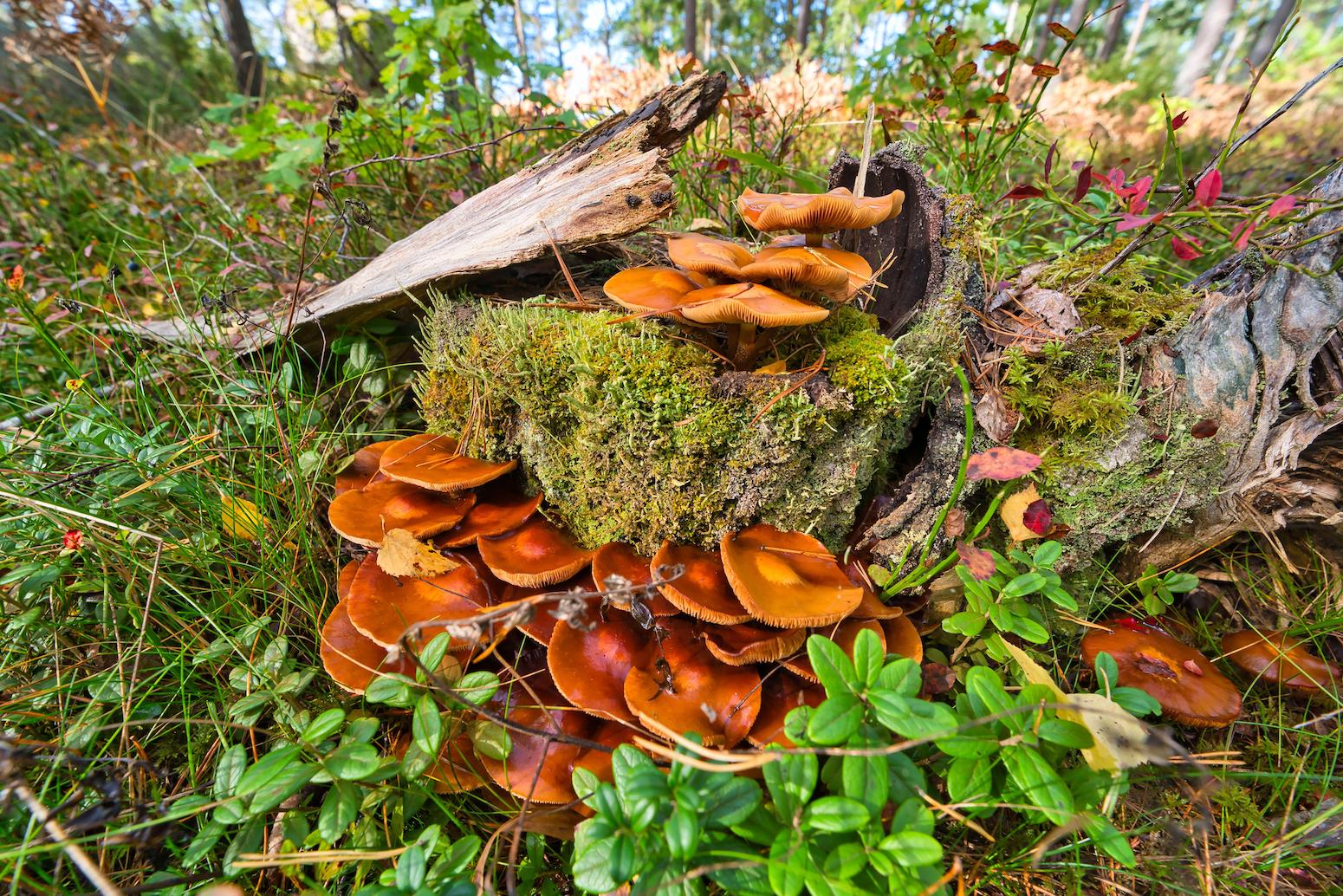 Kew report: Five key extinction risks facing the world’s plants and ...