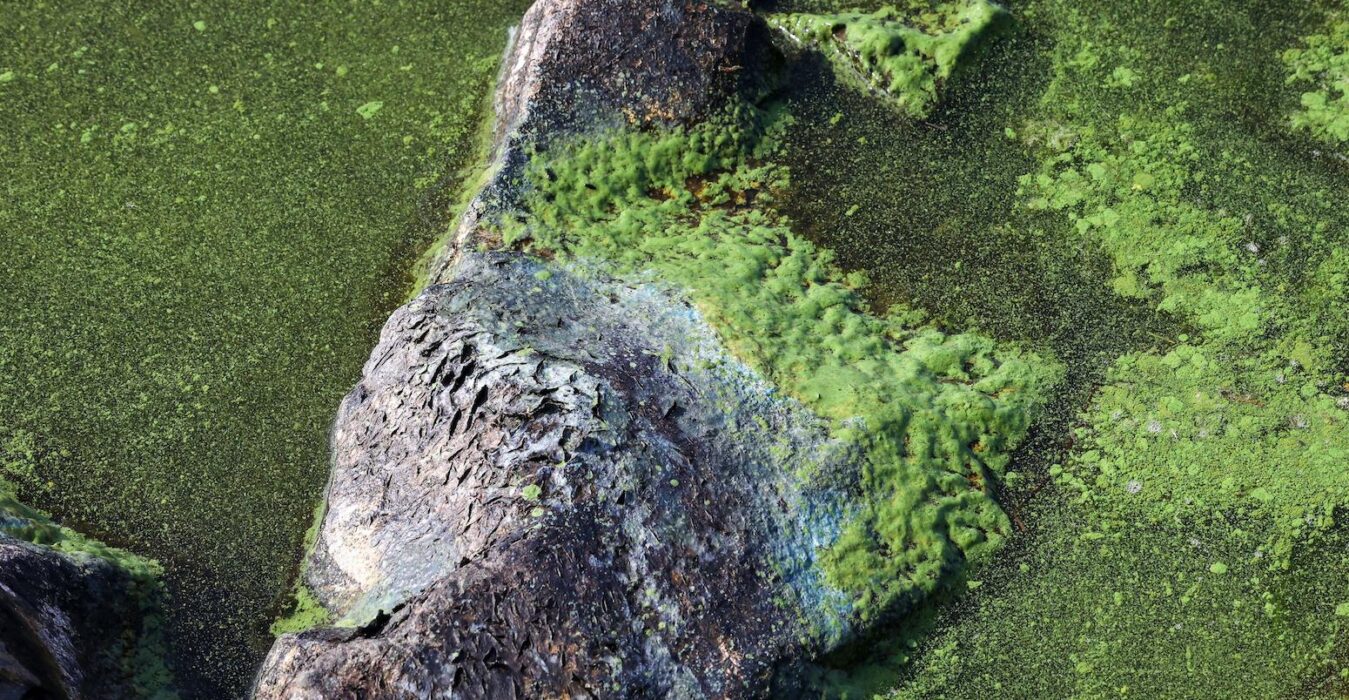 Lough Neagh: How climate change intensified toxic algae on the UK’s largest lake - Carbon Brief