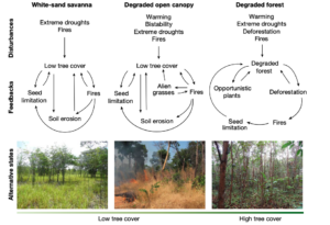 ‘Unprecedented’ stress in up to half of the Amazon may lead to tipping ...