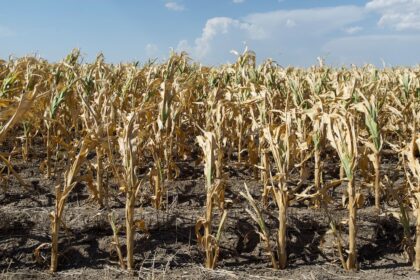 Q&A: The evolving debate about using genetically modified crops in a ...