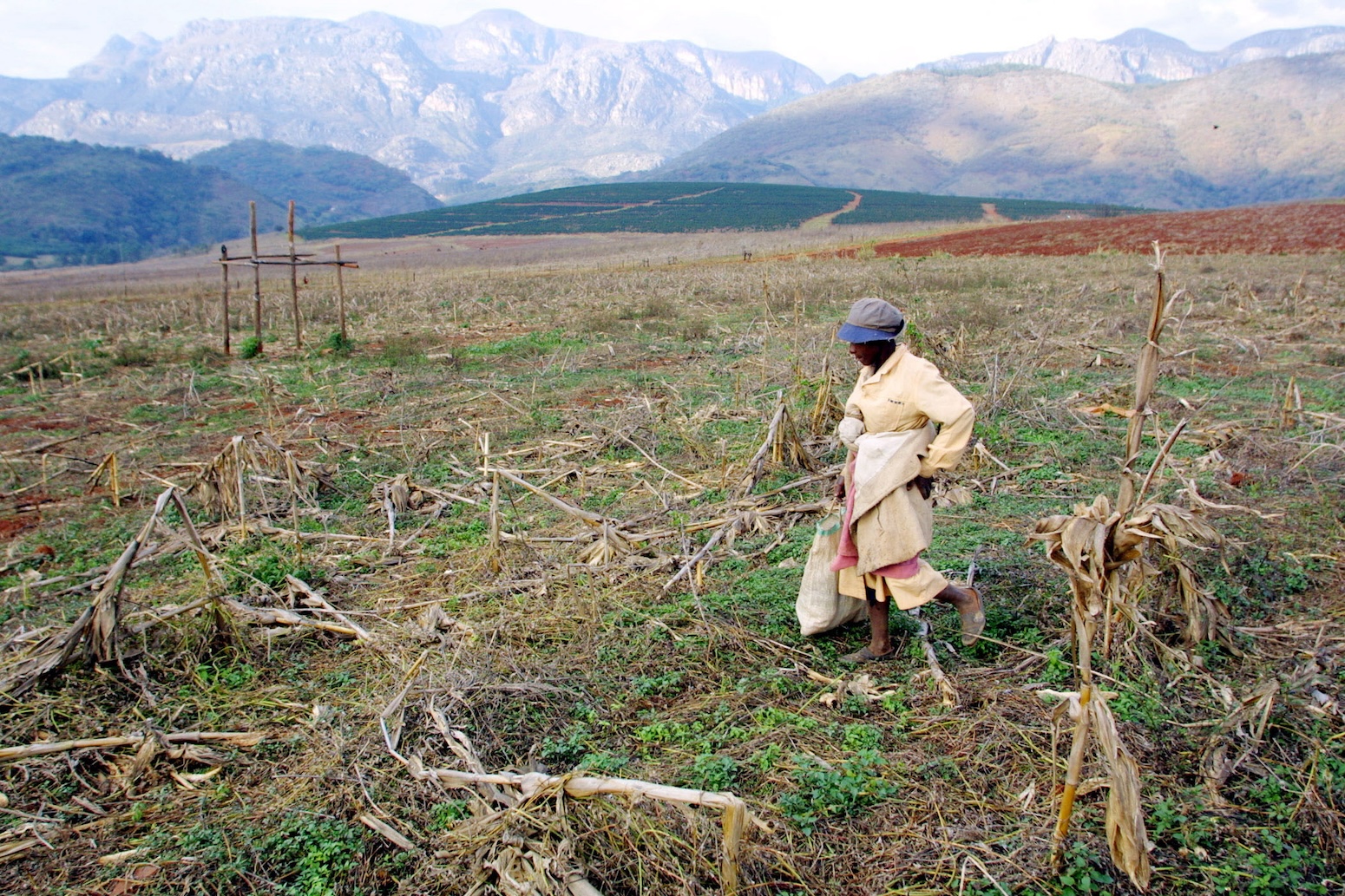 Guest post: Using El Niño forecasts to give early warning of crop ...