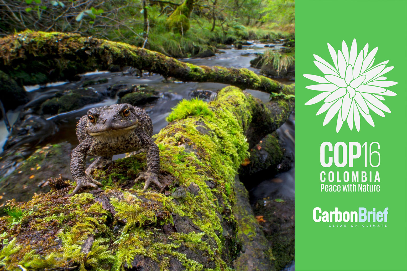 UK misses deadline to submit nature pledge ahead of UN COP16 ...