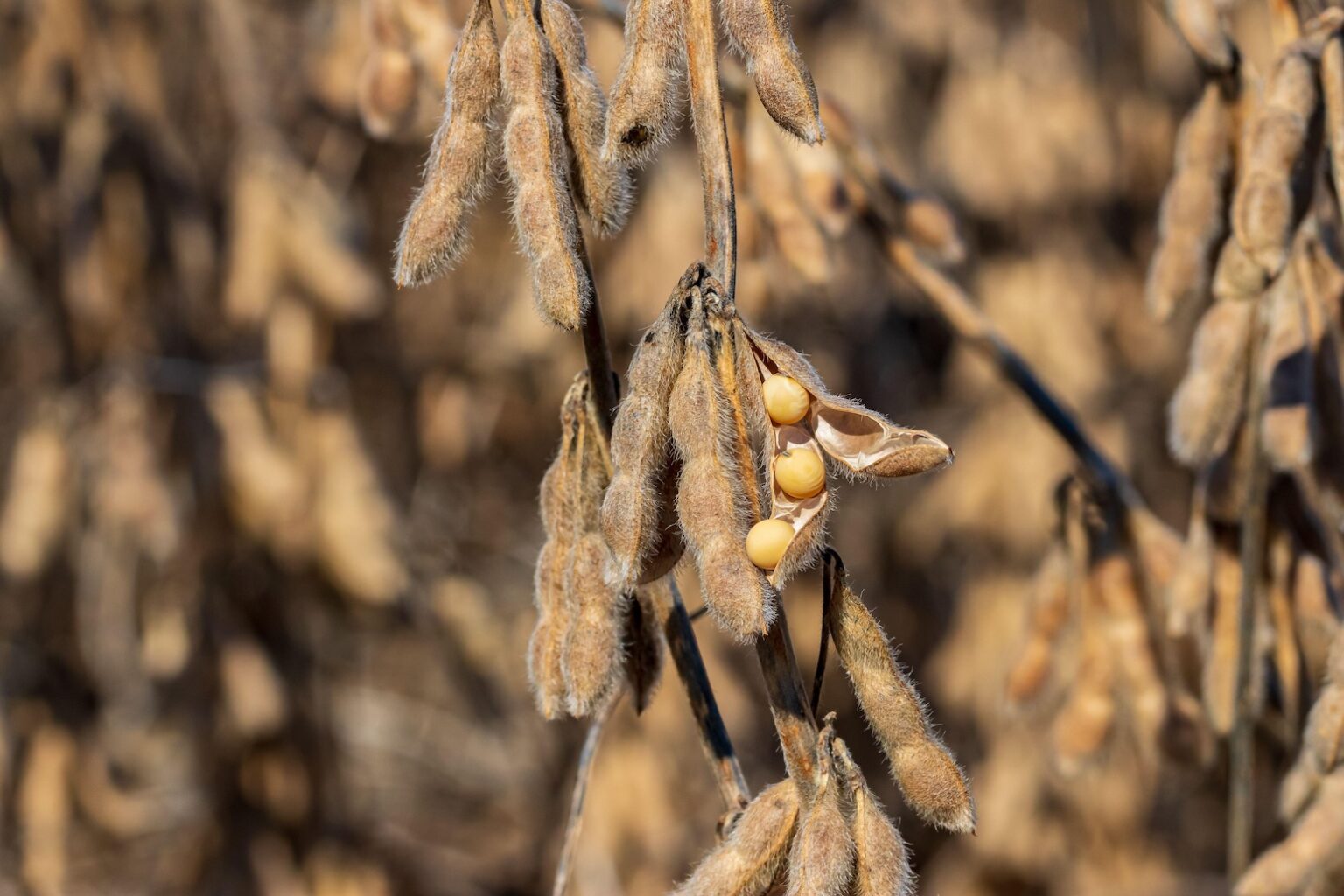 Staple crops yields face ‘substantial losses’ in warming world – even ...
