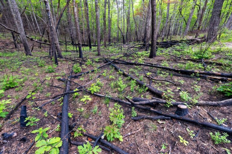 Forests taking longer to recover from severe ‘megafires’ since 2010 - Carbon Brief