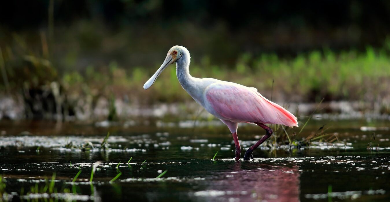 Brazil’s biodiversity pledge: Six key takeaways for nature and climate ...